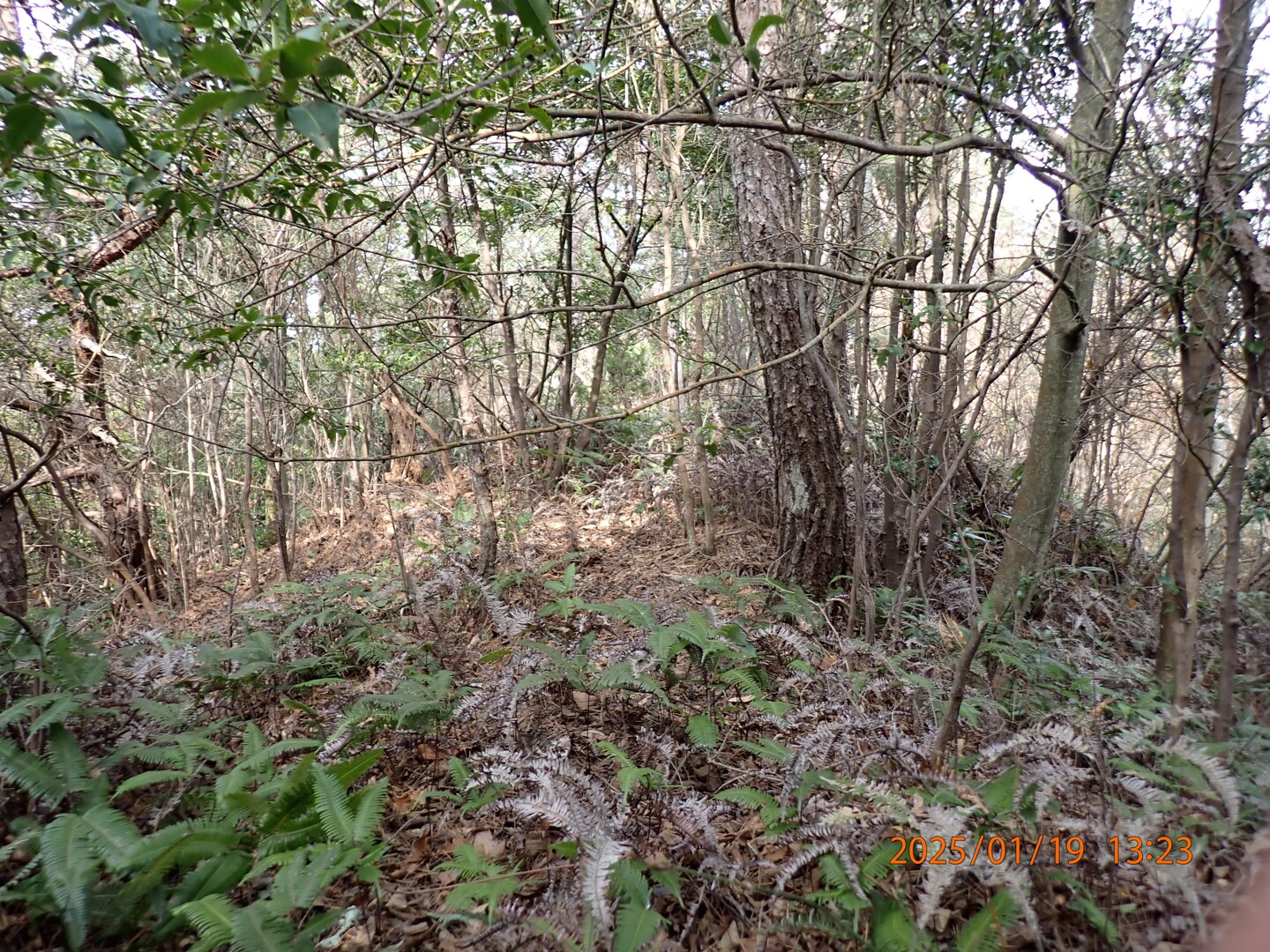 岩国アルプス南口＝通津道確認＋高照寺山接続ルート調査 / Mori-zさんの米山・大応山の活動データ | YAMAP / ヤマップ