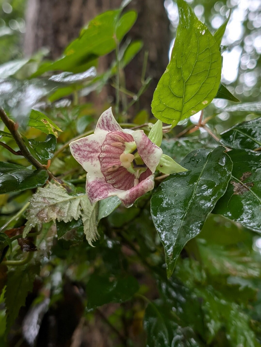 高尾山〜全コース 🥳 / koroponさんの高尾山・陣馬山・景信山の活動日記 | YAMAP / ヤマップ
