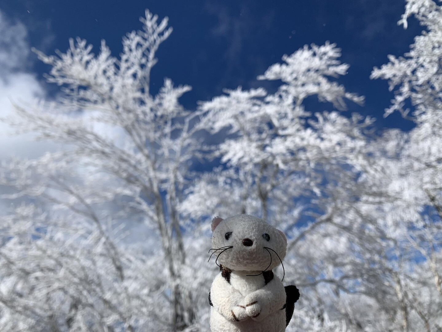 赤城山(黒檜山) 霧氷と青空 / ARさんの赤城山・黒檜山・荒山の活動データ | YAMAP / ヤマップ