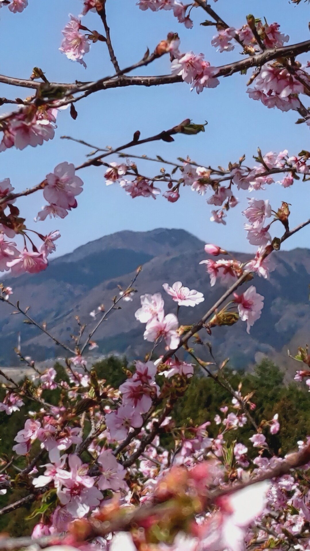 毎日ワンコの散歩で見える扇山⛰️ この時... / koroponさんのモーメント | YAMAP / ヤマップ