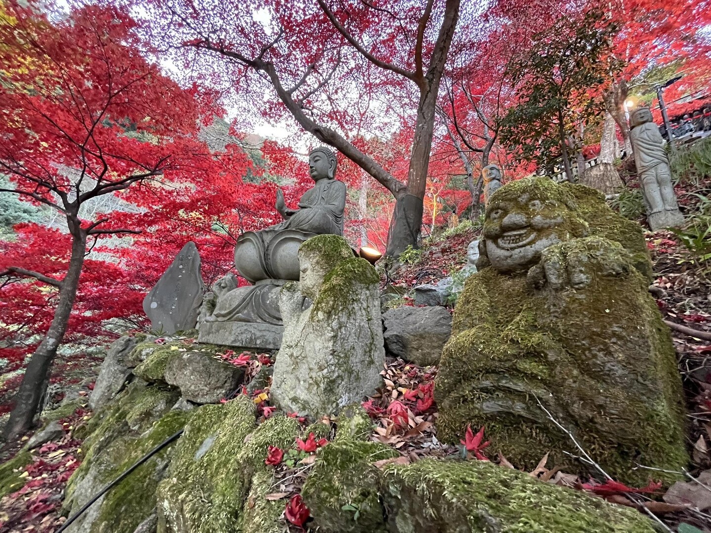 大山で紅葉🍁富士山🗻Part2 / こっとさんの大山の活動データ | YAMAP / ヤマップ