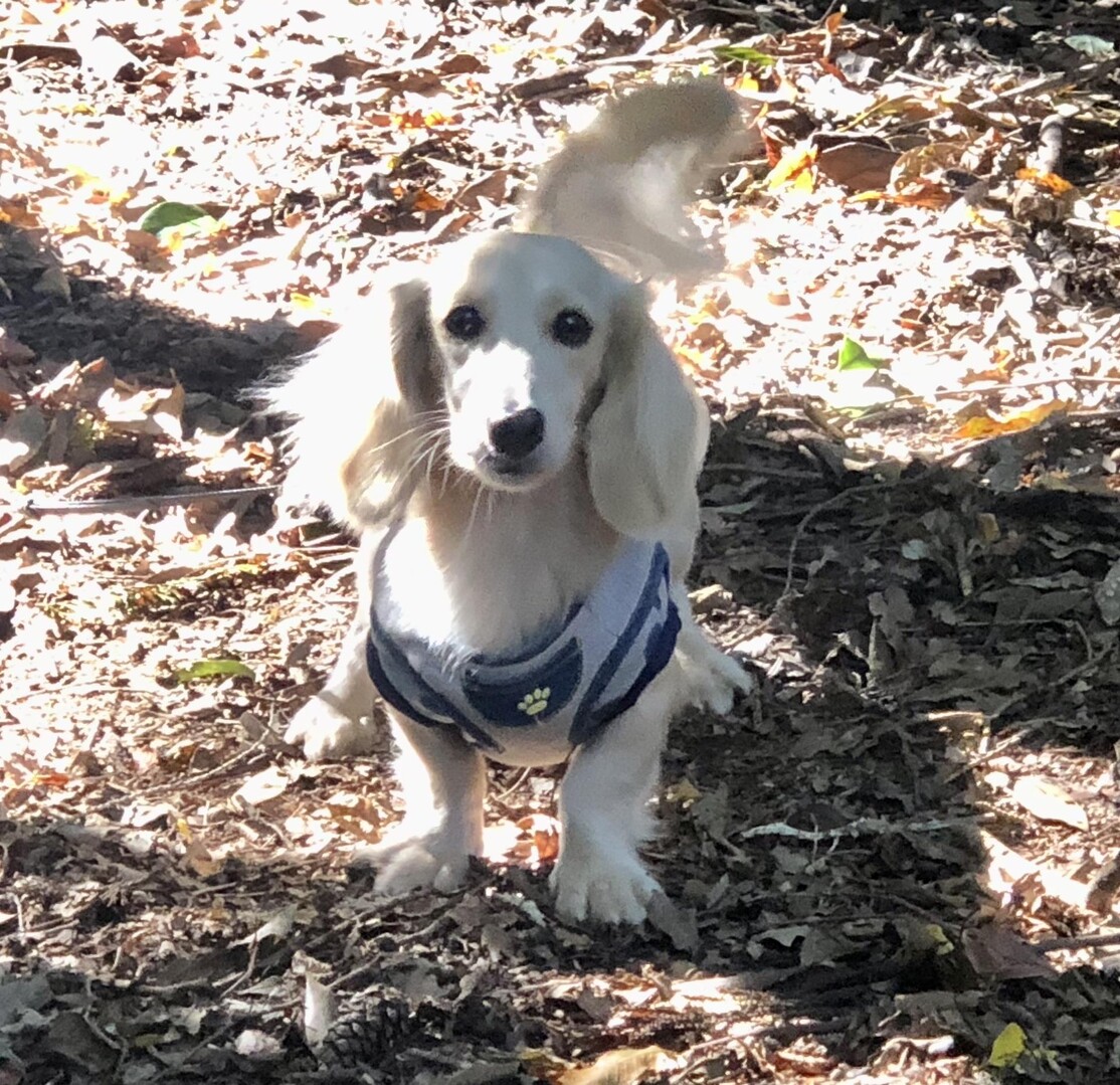 🐾Buddy = Komugi 807 One🐾 / 登 人 《 ITC-ONE 》さんの藤原岳・御池岳の活動データ | YAMAP / ヤマップ