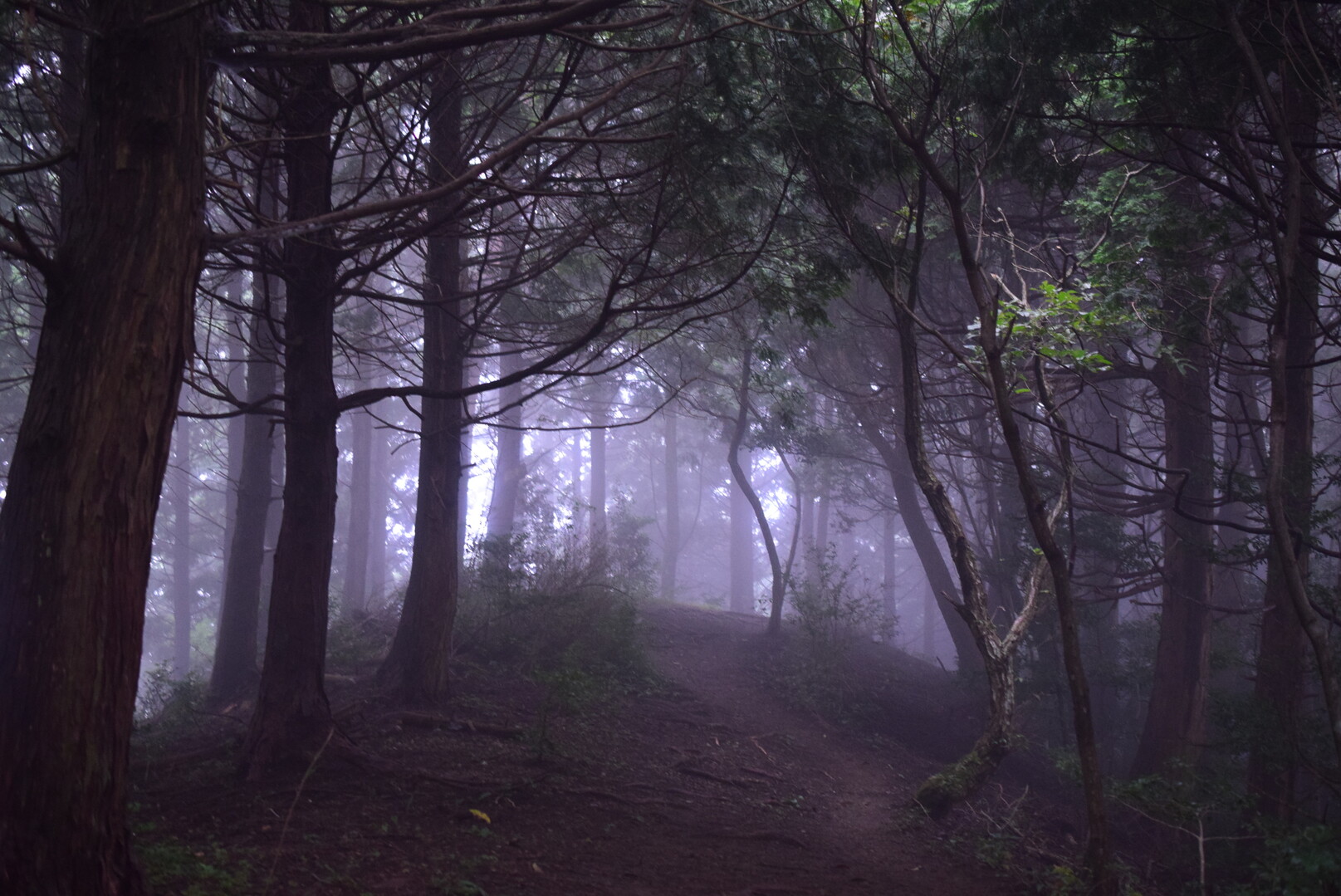 霊山R4-37（19） / miimmさんの障子岳・霊山・飛来山・本宮山の活動データ | YAMAP / ヤマップ