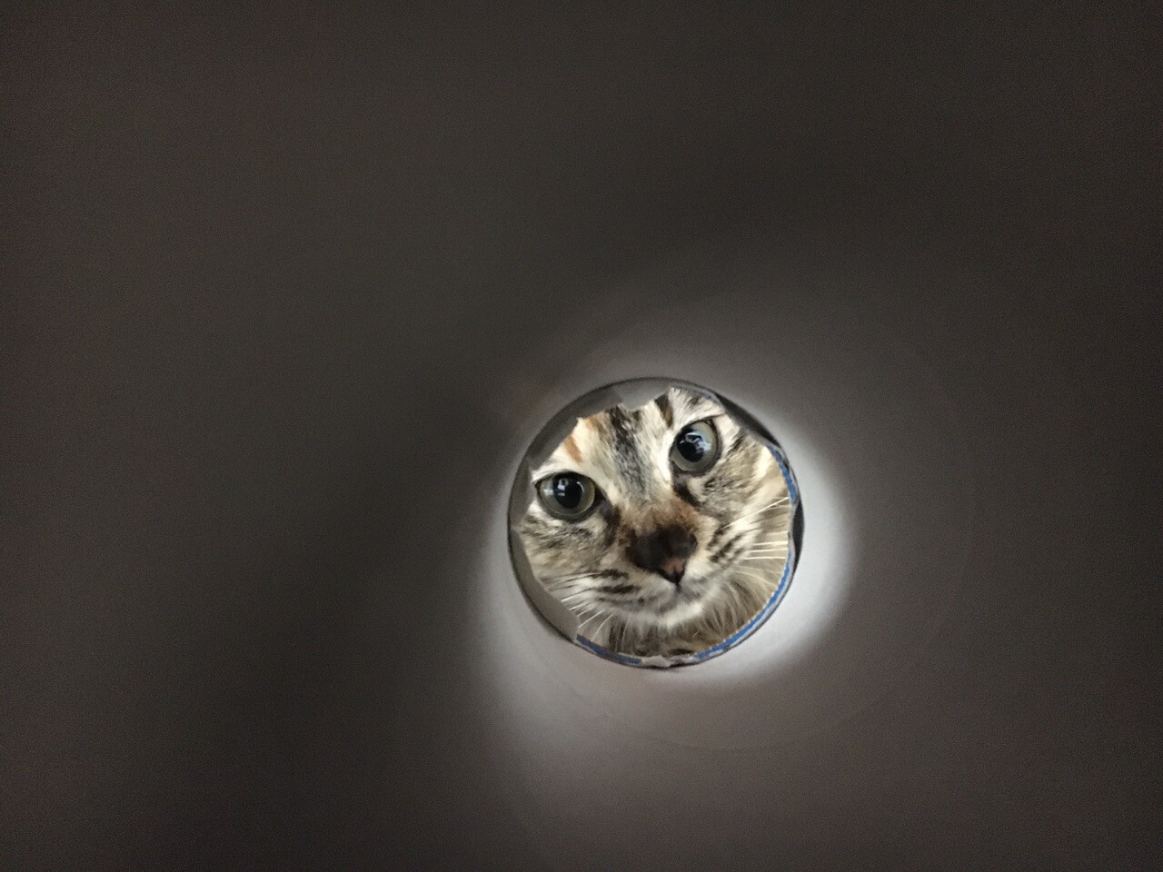 unicoのページ | YAMAP / ヤマップ