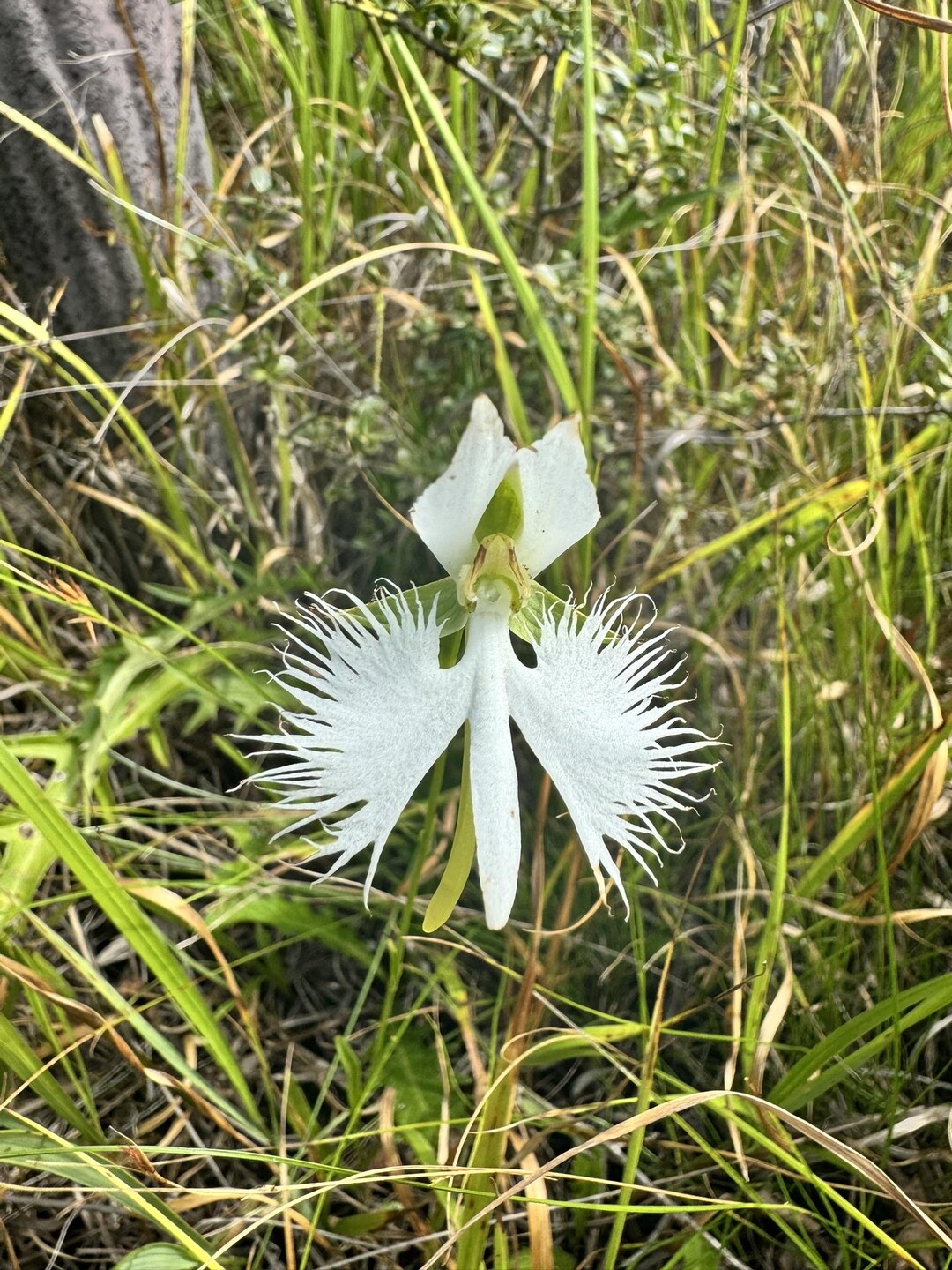 雲谷山・座談山・船形山・神石山 / monさんの坊ヶ峰・石巻山・神石山・葦毛湿原の活動データ | YAMAP / ヤマップ