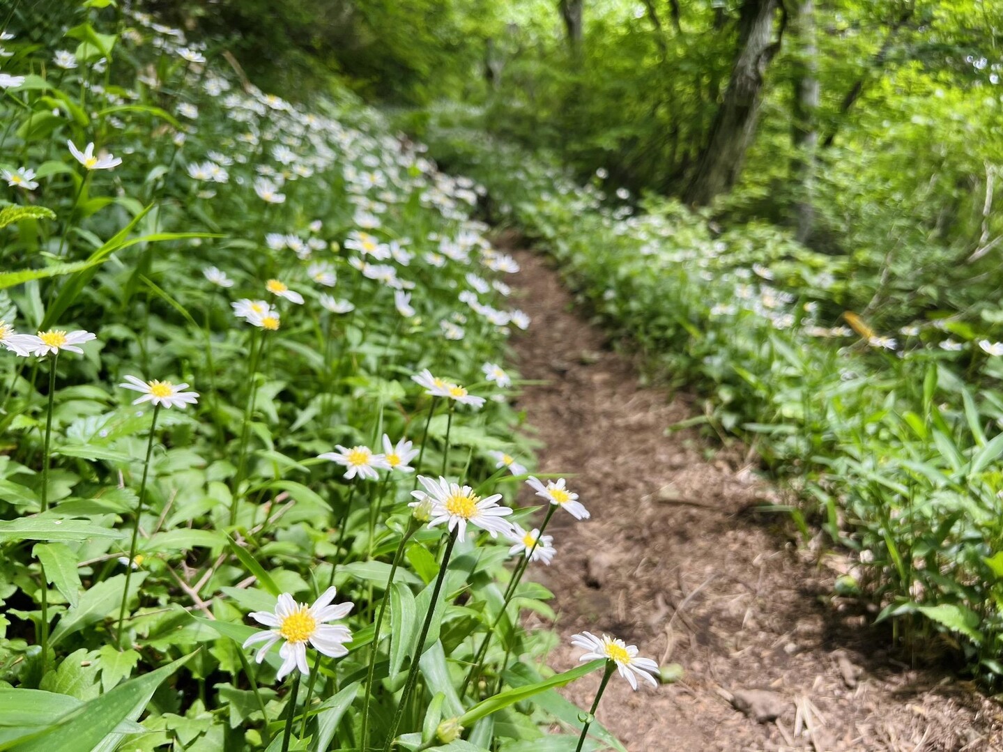 牛曳山 / Y Yukoさんの比婆山・立烏帽子山・吾妻山の活動データ | YAMAP / ヤマップ