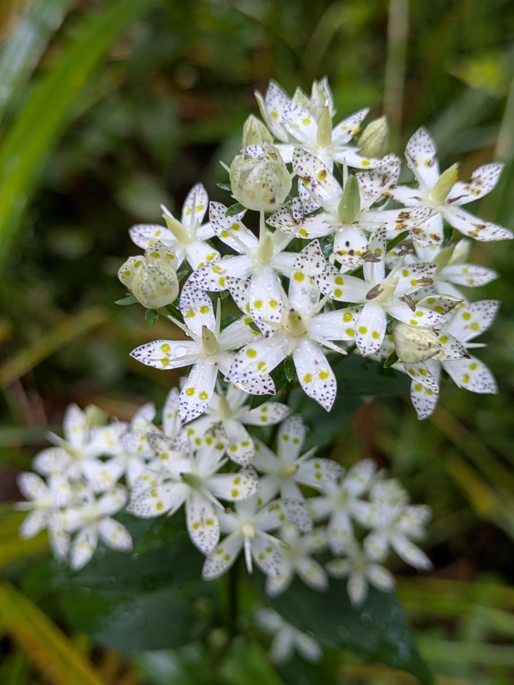 猪臥山アケボノソウを横目にRUN🏃 / ハル317さんの猪臥山の活動データ | YAMAP / ヤマップ