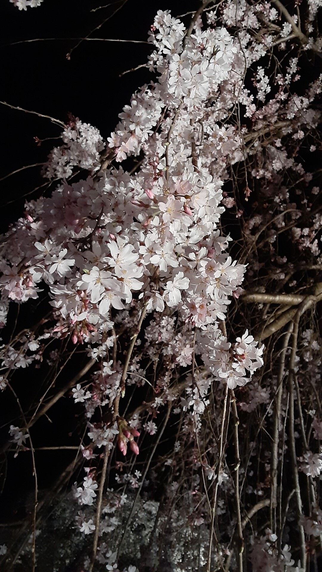 八王子市高尾駅前の大光寺で桜が見頃です。... / Kyuri_EXさんのモーメント | YAMAP / ヤマップ