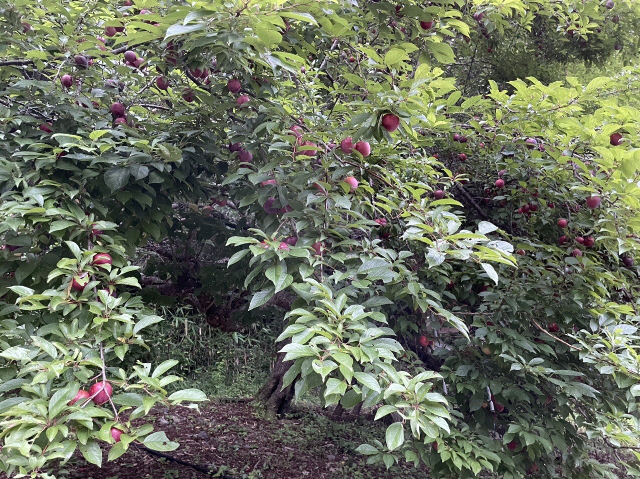 スモモ🍑 我が家には実が成りだして15... / hello beakさんのモーメント | YAMAP / ヤマップ