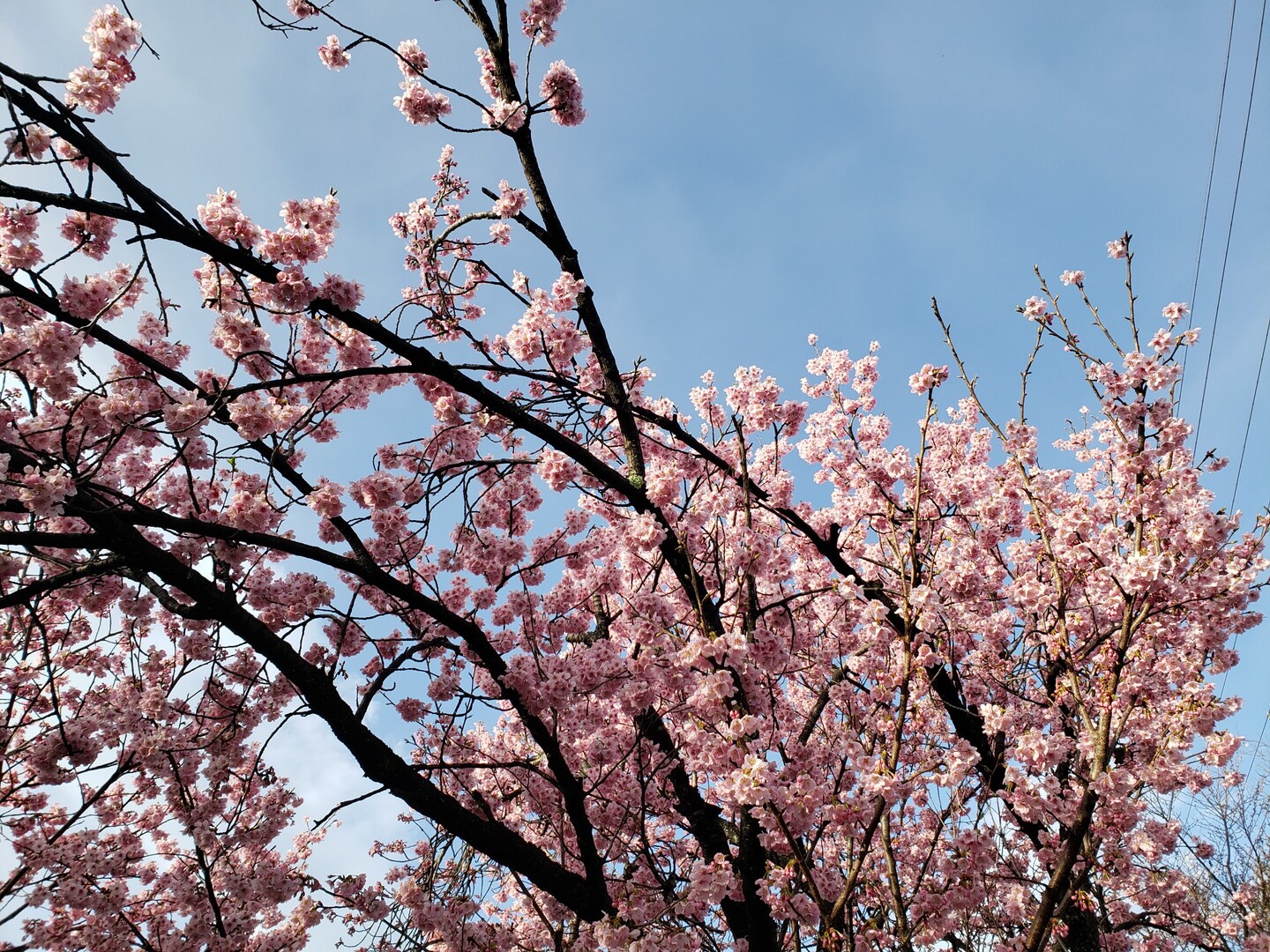 朝散歩-2022-03-27 / Kichyさんのウォーキングの活動データ | YAMAP / ヤマップ