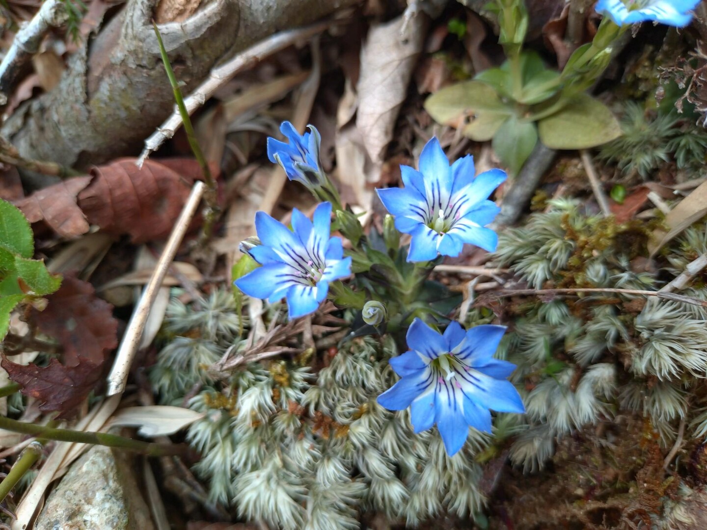 雲母峰Ⅱ峰・雲母峰・雲母西峰・P791・鎌ヶ岳 / テツさんの御在所岳（御在所山）・雨乞岳の活動データ | YAMAP / ヤマップ