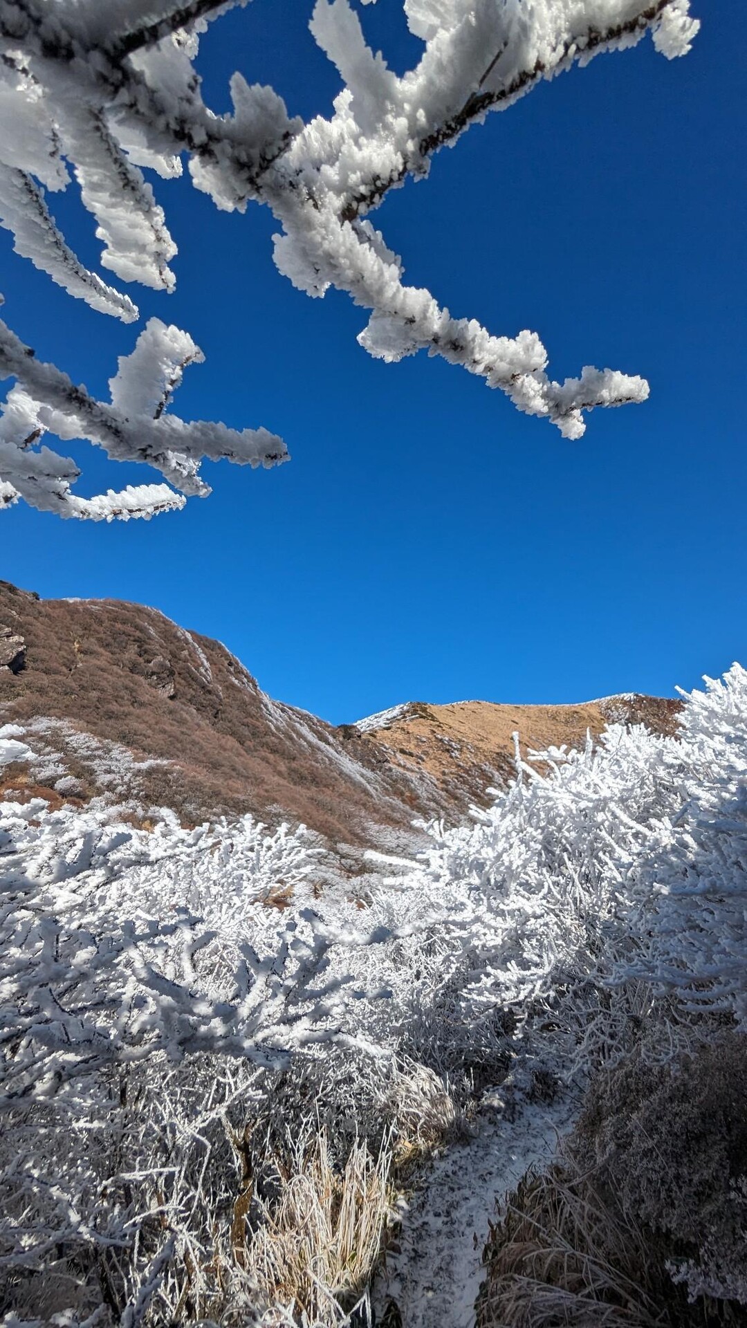 🏔星生山 薄雪 / 5959さんの九重山（久住山）・大船山・星生山の活動日記 | YAMAP / ヤマップ