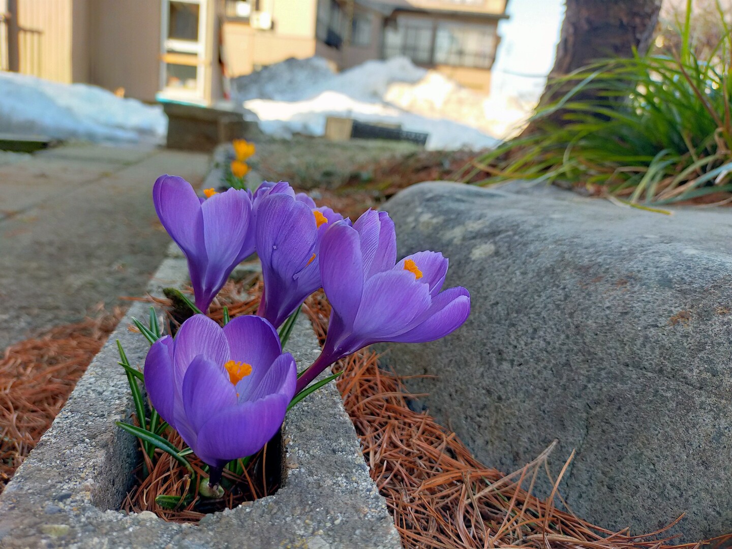 いつの間にか🌸 春〜〜！3 お久しぶり... / jtyhじじさんのモーメント | YAMAP / ヤマップ