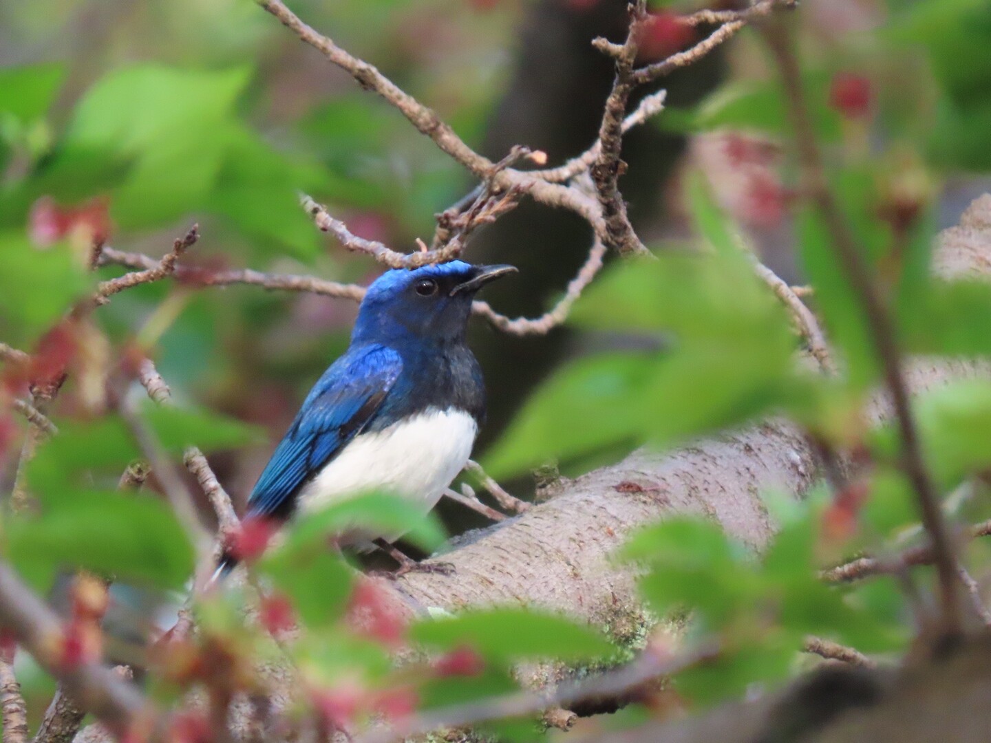 朝の早朝散歩🍀 今年初めて、オオルリく... / kinoさんのモーメント | YAMAP / ヤマップ