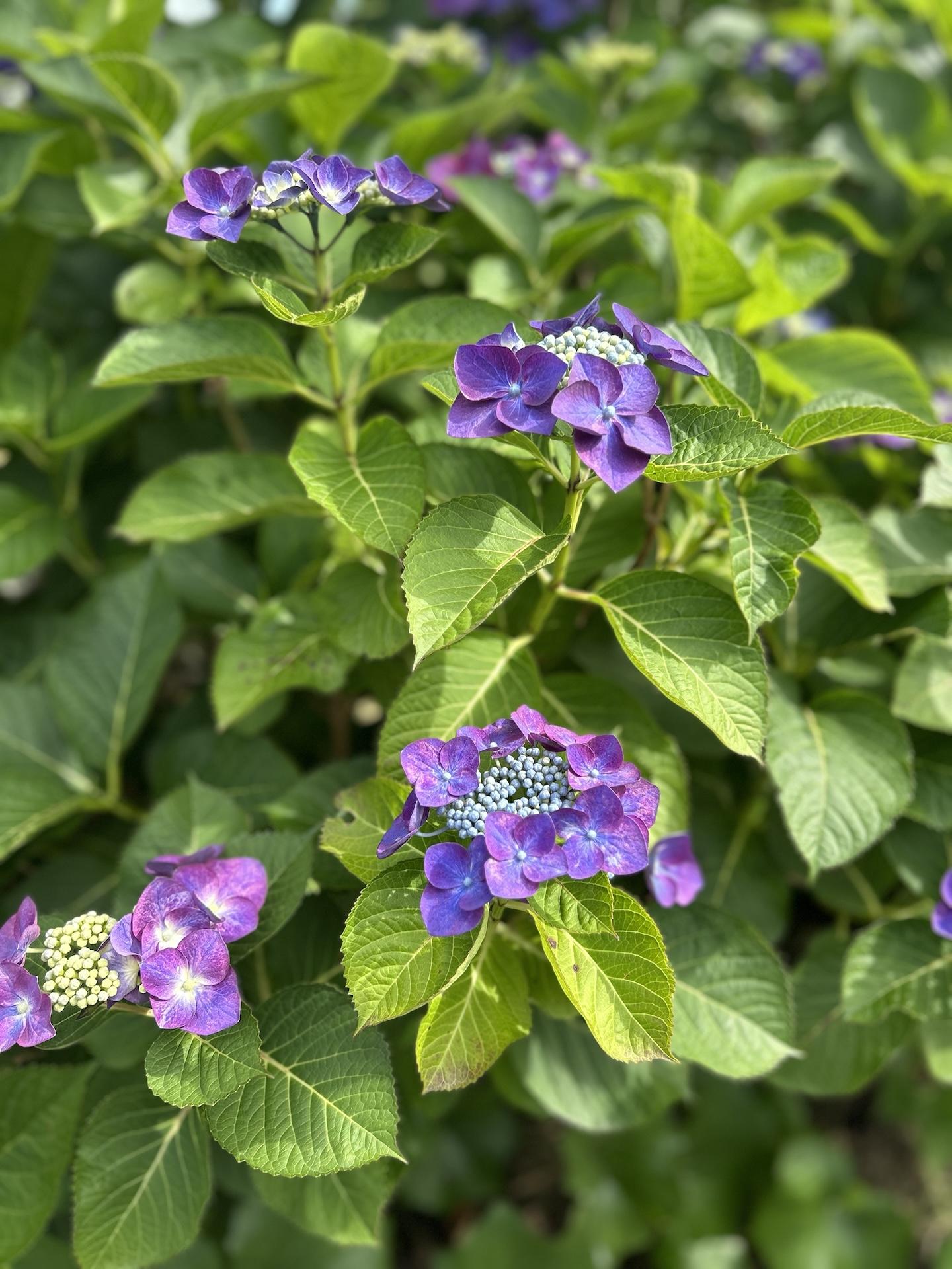 海老山・観音寺RUN🏃🏻‍♀️ / こずえさんの極楽寺山の活動データ | YAMAP / ヤマップ