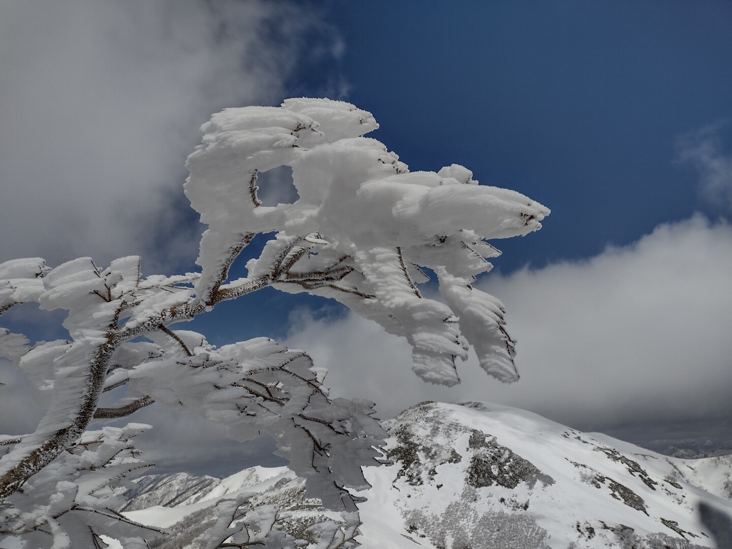 奥美濃の盟主👑 能郷白山と周辺ピークを総ナメ💪(前山・磯倉・コロンブスピーク) / Heart Goldさんの能郷白山の活動データ | YAMAP / ヤマップ