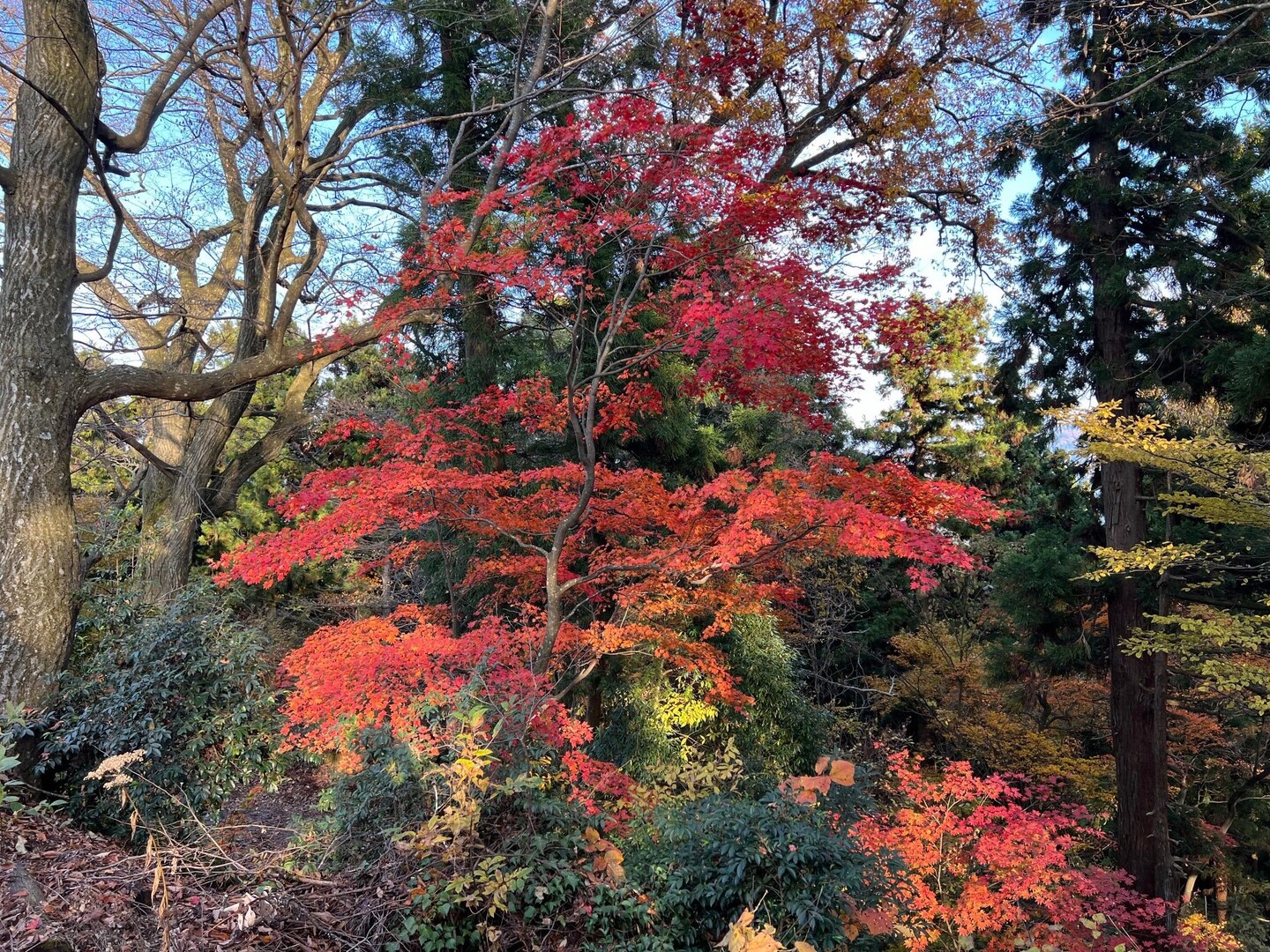 文殊山 / SAMさんの文殊山の活動データ | YAMAP / ヤマップ