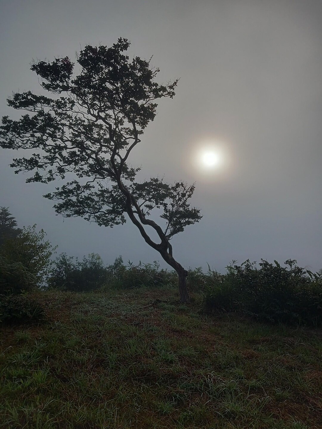 北広島遠征① 壬生城山登山 / 🇸🇪7⃣さんの火神城山の活動日記 | YAMAP / ヤマップ