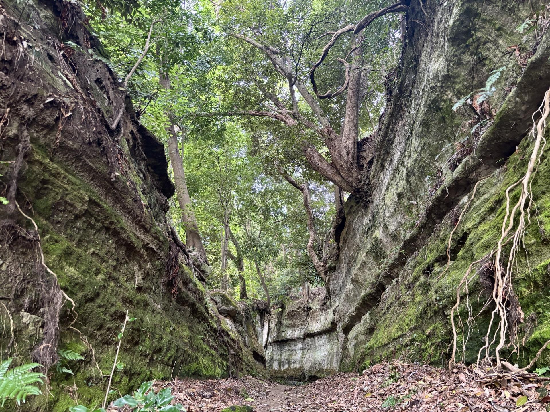 活動日記三原山 https://yam... / Lacbleuさんのモーメント | YAMAP / ヤマップ
