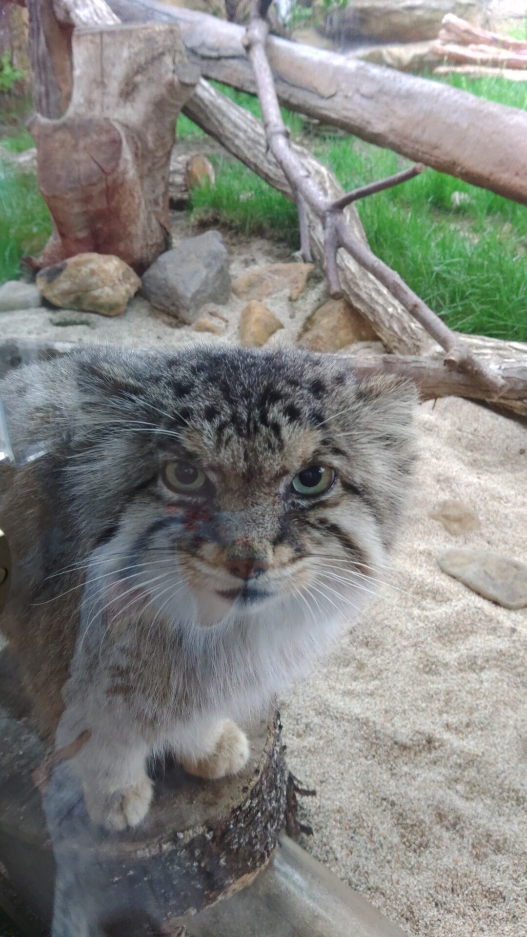 😺久々に那須どうぶつ王国です。 / campziziさんのモーメント | YAMAP / ヤマップ