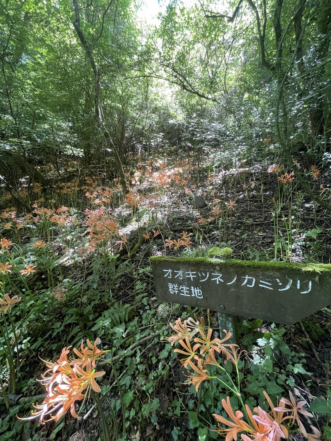 井原山🦊シーズン2 / rieさんの雷山・井原山の活動データ | YAMAP / ヤマップ