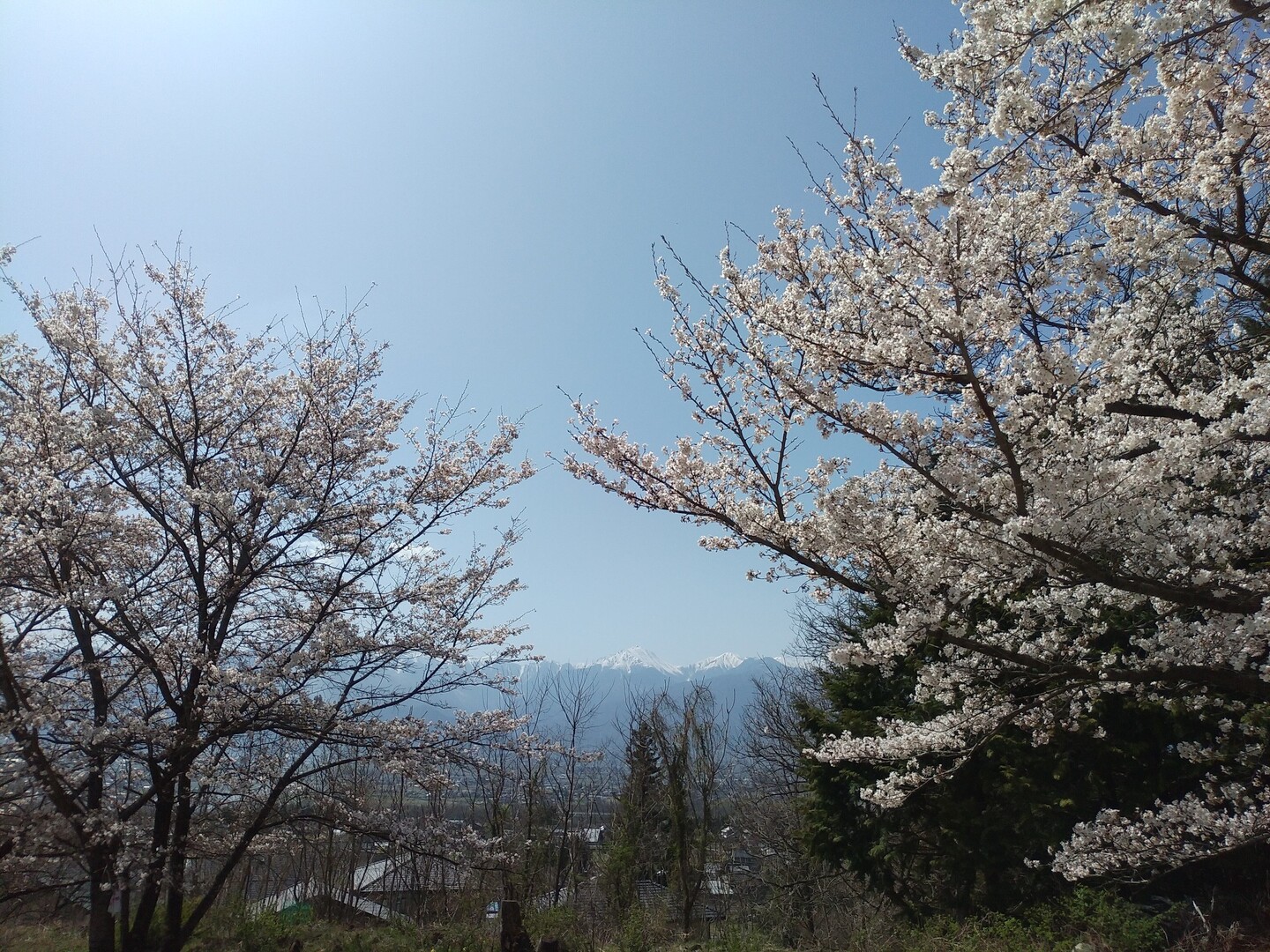 桜咲く光城山~長峰山 / syo-zoさんの光城山・長峰山の活動データ | YAMAP / ヤマップ