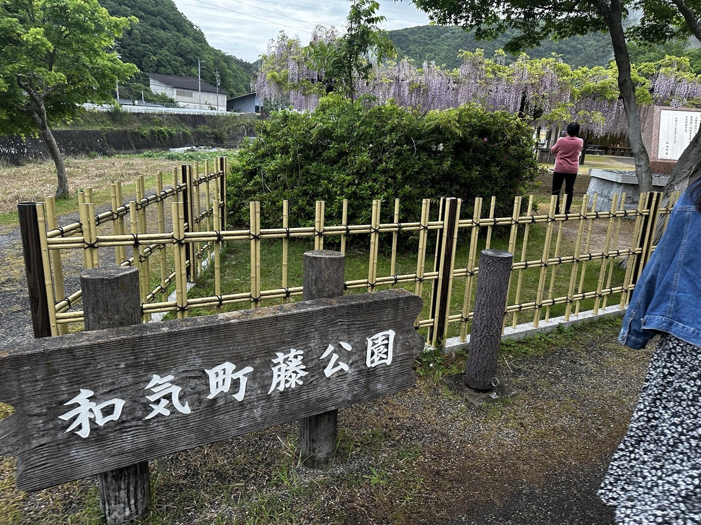 藤公園 2024.04.30 GW。岡... / ひでさんのモーメント | YAMAP / ヤマップ