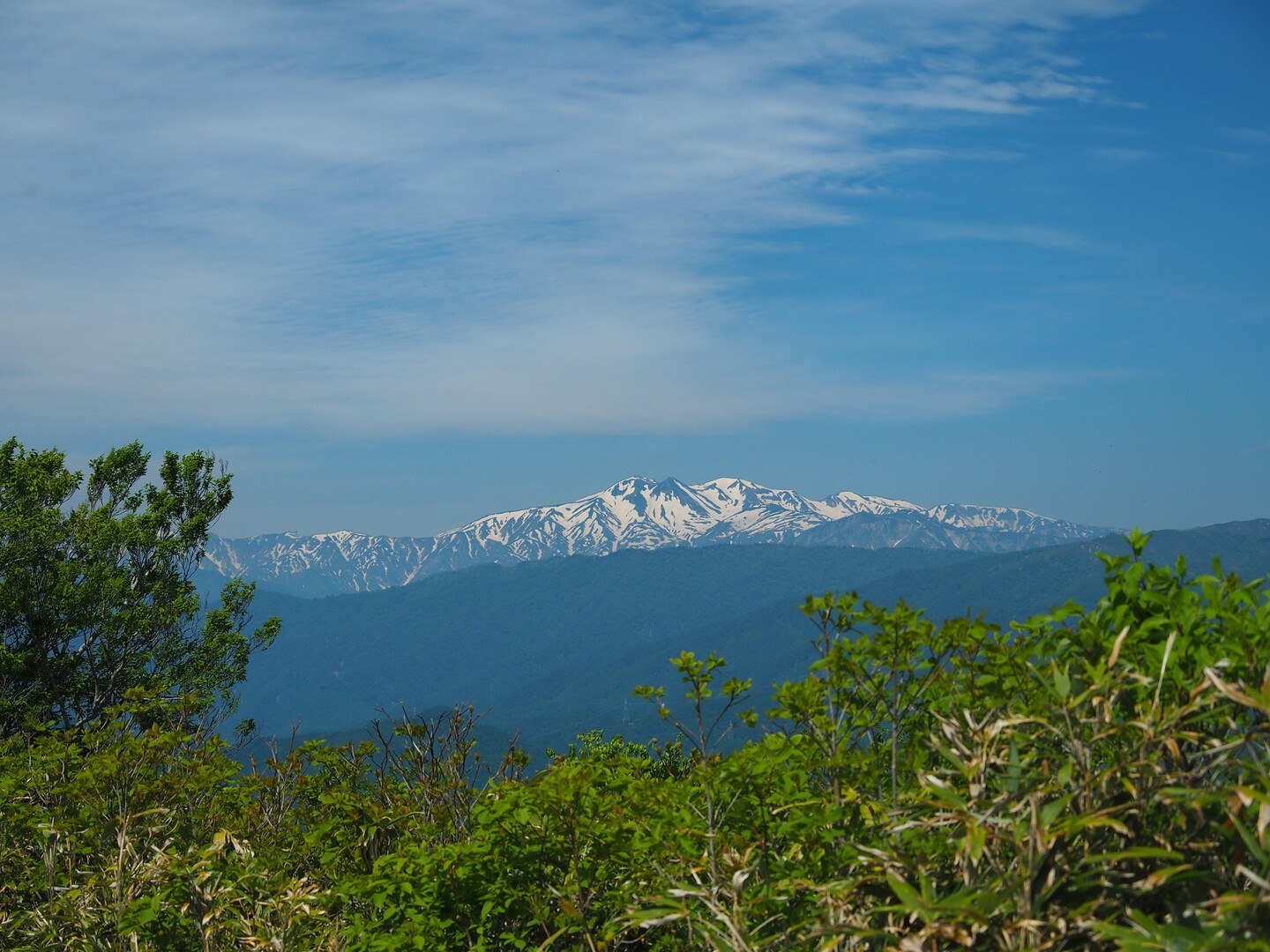 猪臥山とクリン草 / ICHI JUNさんの猪臥山の活動データ | YAMAP / ヤマップ