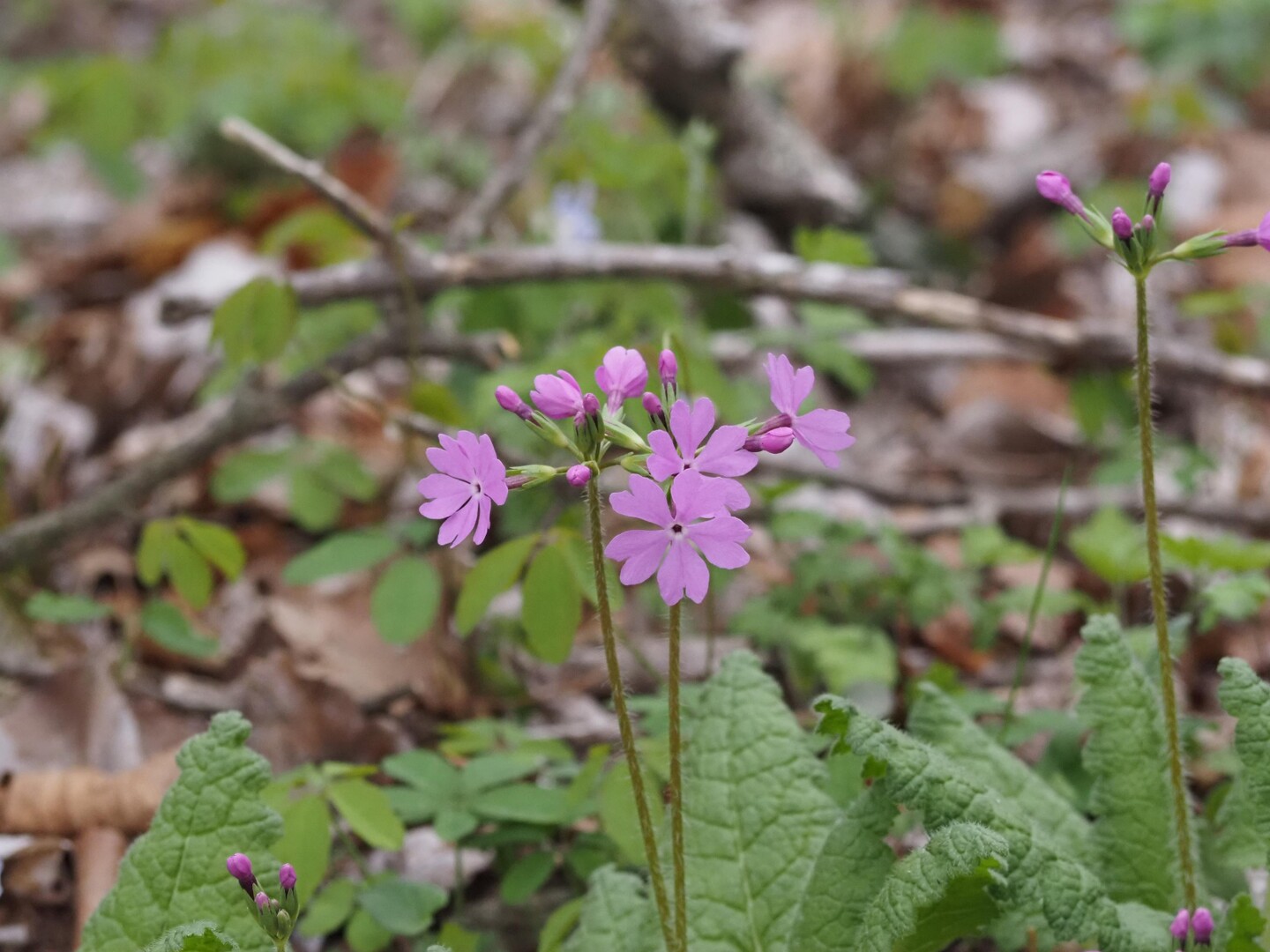 離山 / yudoburiさんの鼻曲山・氷妻山・留夫山の活動データ | YAMAP / ヤマップ