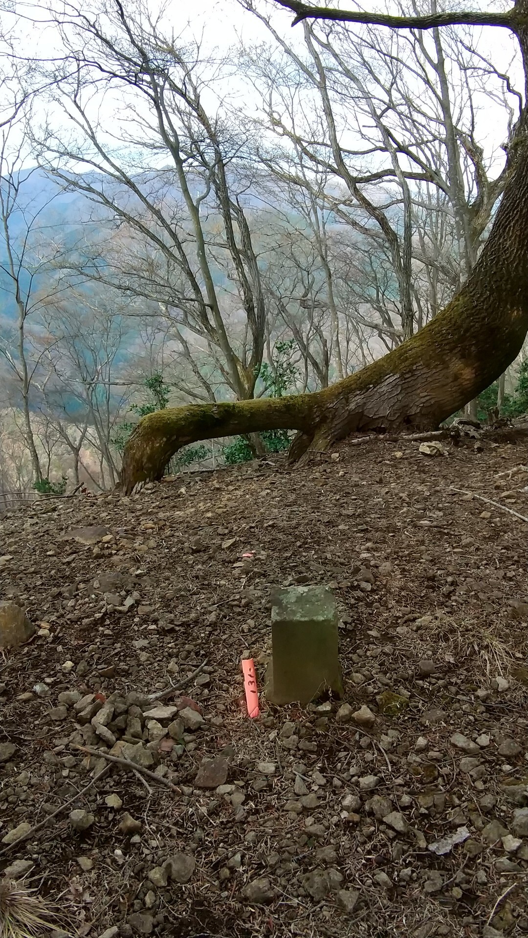 13.7km 猿ヶ島~ゴジラの背尾根~鍋嵐~能ノ爪~堤川左岸尾根 2021/3/25 / tamiさんの大山の活動データ | YAMAP / ヤマップ