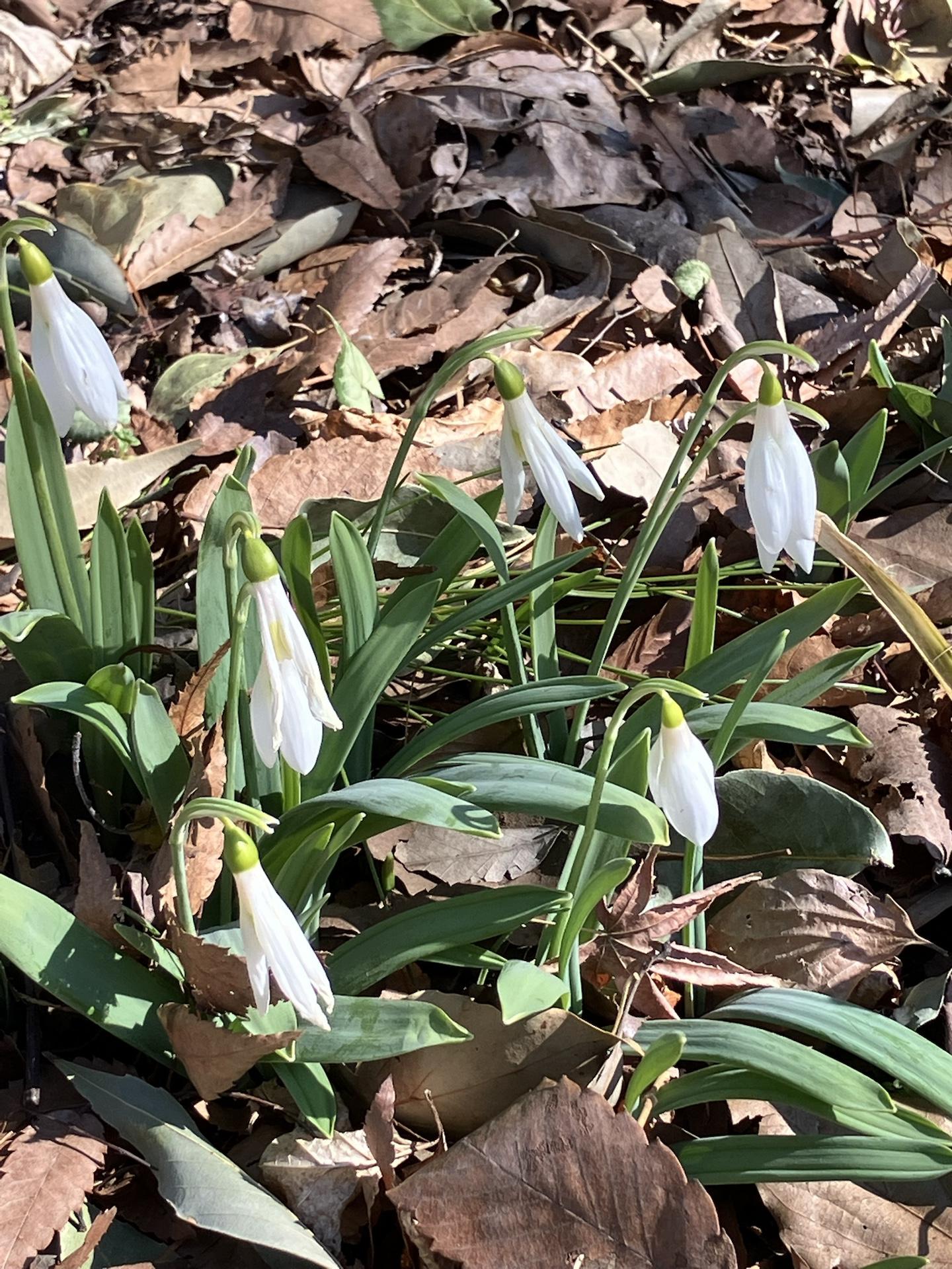 週末、なんとなく忙しくてお山に行けず。 ... / yamatubakiさんのモーメント | YAMAP / ヤマップ