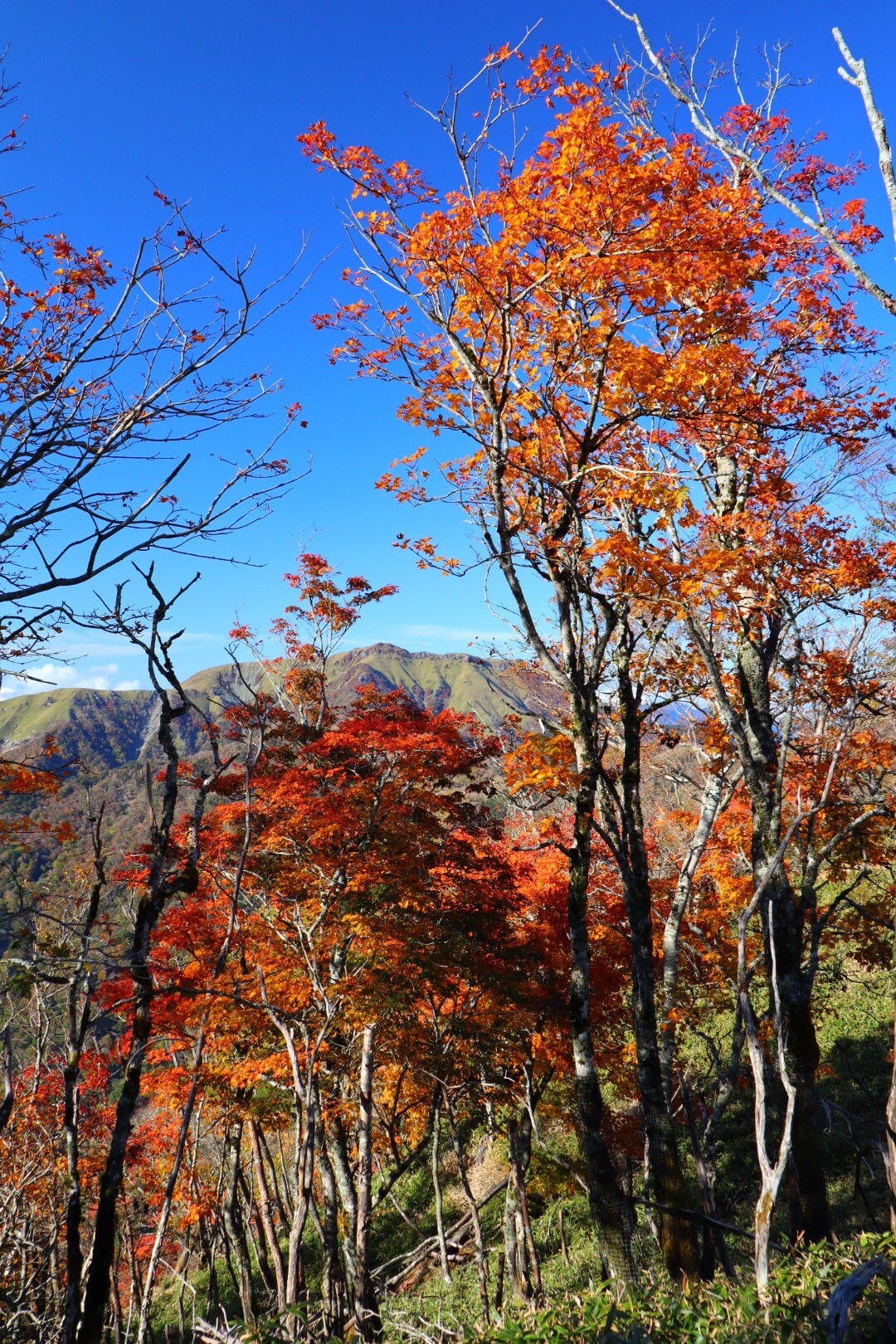 平和丸・白髪山 / Miekaさんの三嶺・天狗塚・石立山の活動データ | YAMAP / ヤマップ