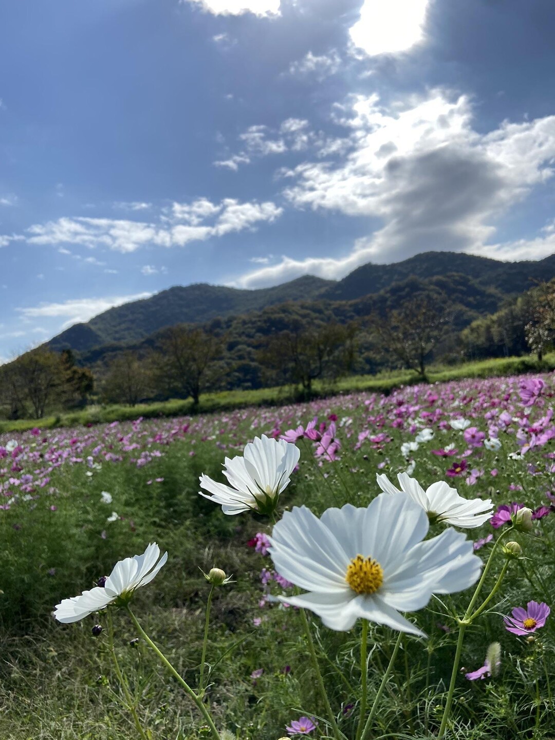 手強い藪との戦い💦大藤山・高山 / やまっち🌿さんの高御位山・播磨アルプスの活動データ | YAMAP / ヤマップ