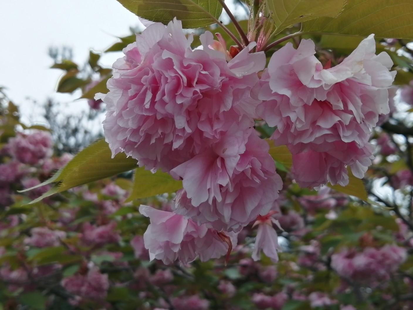 明神山・絵下山・発喜山 / Mini Houseさんの絵下山・天狗城山・森山の活動データ | YAMAP / ヤマップ