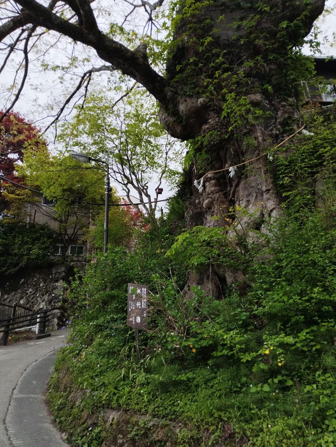 御岳山・大岳山 / Guestさんの大岳山・御岳山・御前山の活動データ | YAMAP / ヤマップ