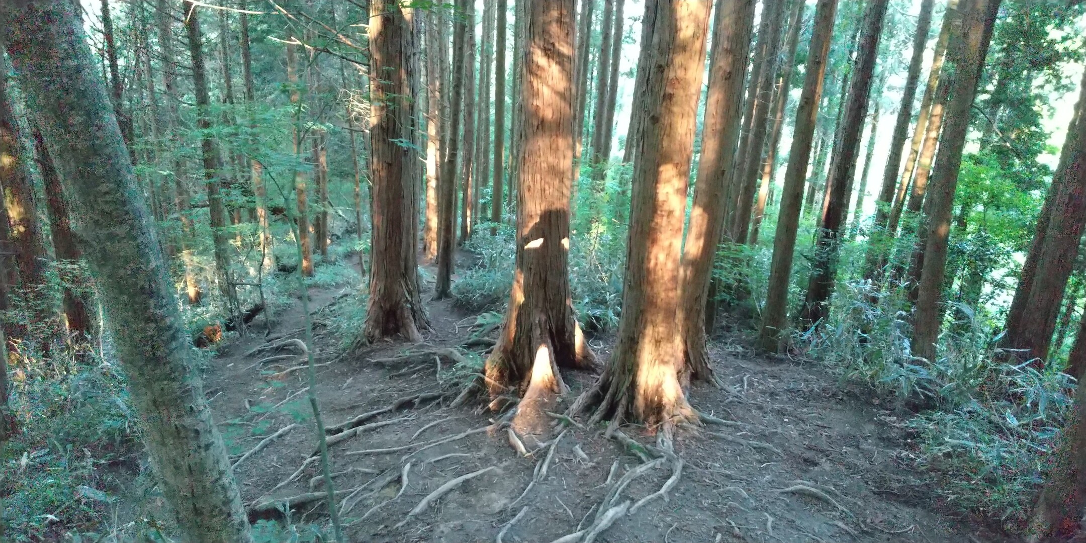 Qooのページ | YAMAP / ヤマップ