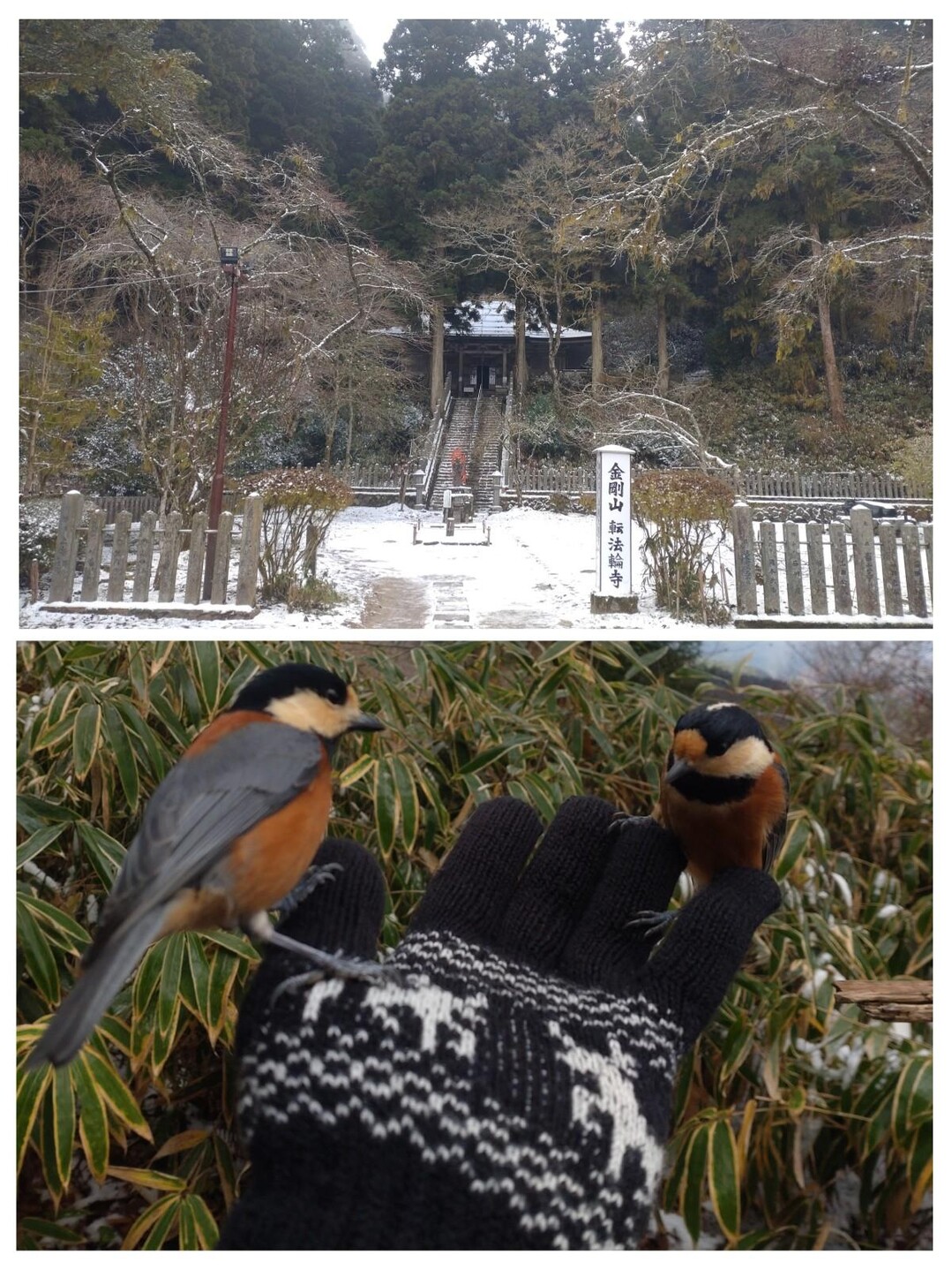 葛木岳・金剛山 / STSケイさんの金剛山・二上山・大和葛城山の活動日記 | YAMAP / ヤマップ