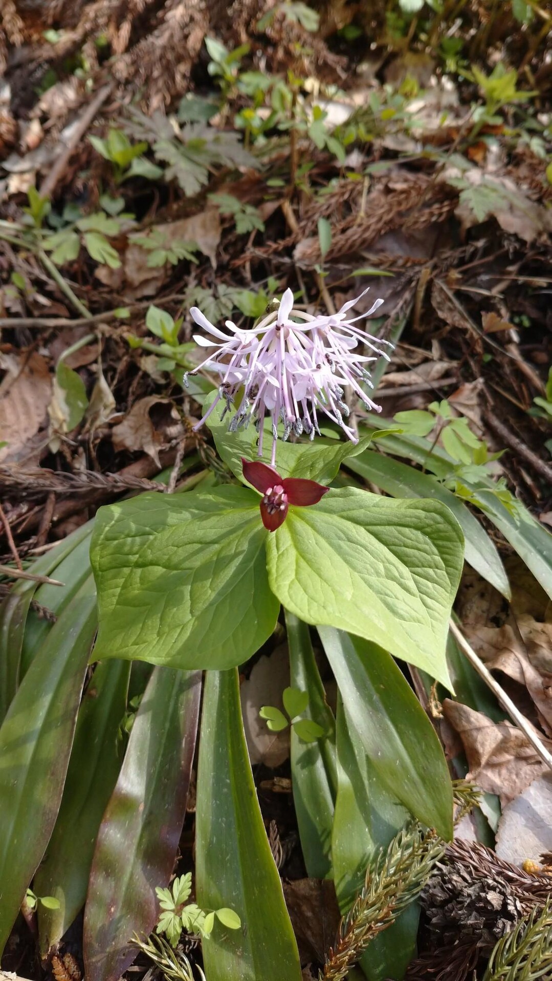 角田山 / shinpeiさんの新潟市の活動データ | YAMAP / ヤマップ