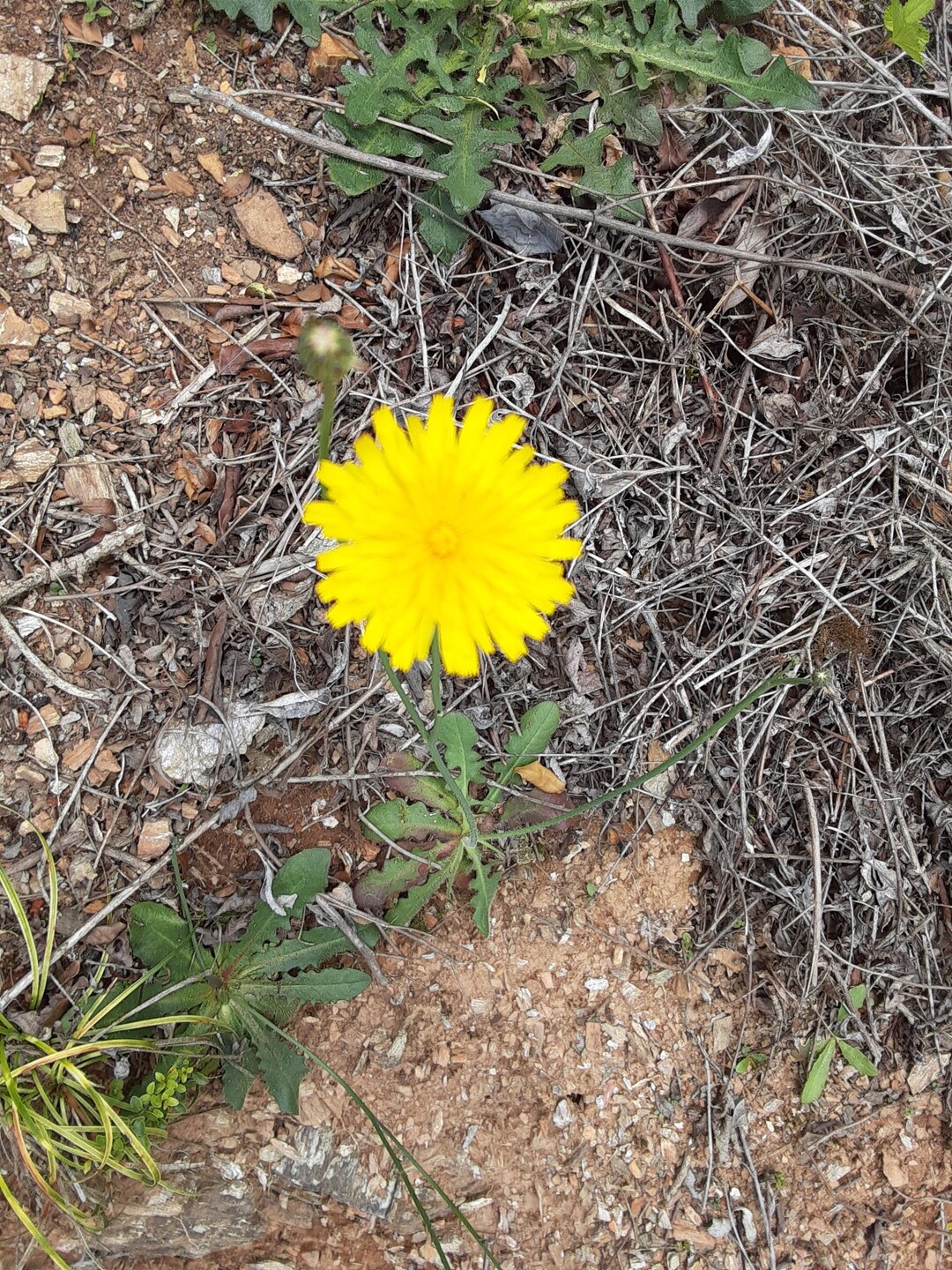 ごろ太郎のページ | YAMAP / ヤマップ