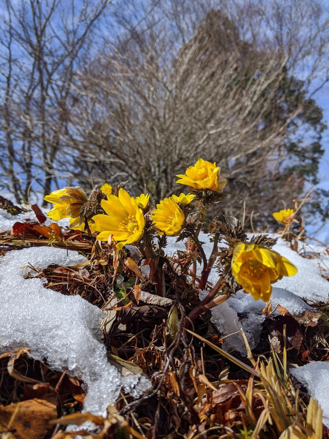 2月下旬 鷲子山 フクジュソウ 病み上... / YOLOさんのモーメント | YAMAP / ヤマップ