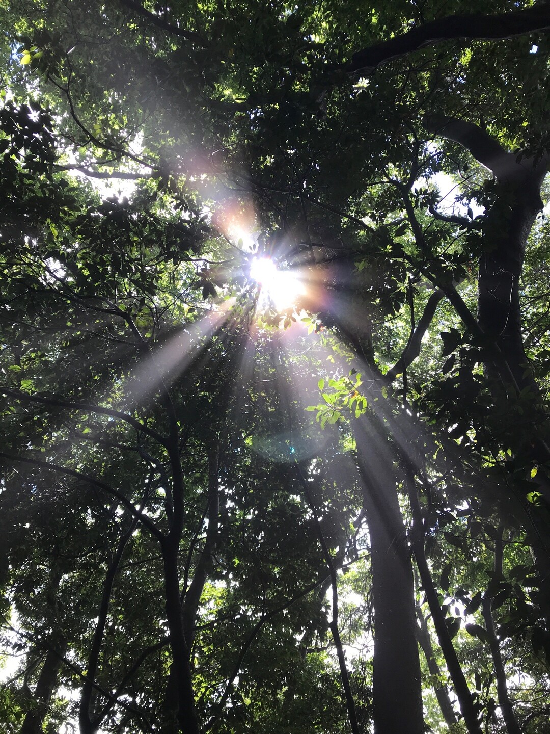 自然の美しさ。パワーをもらってます / MM45さんのモーメント | YAMAP / ヤマップ