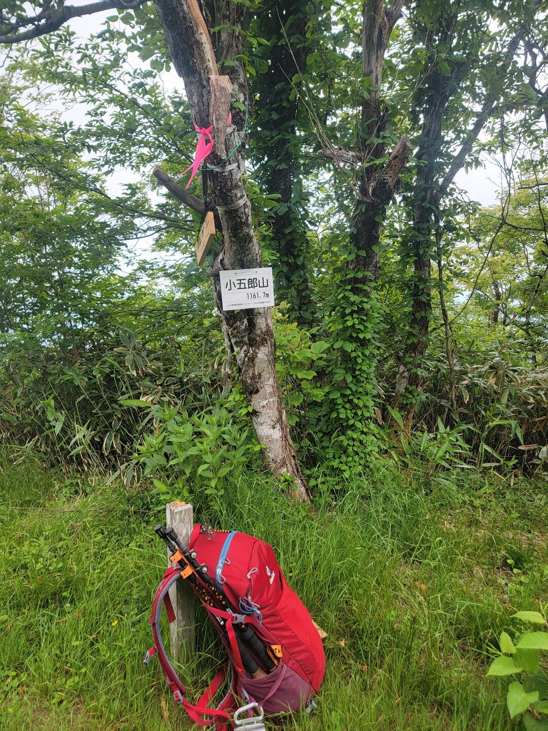 小五郎山 / PIPINさんの小五郎山の活動日記 | YAMAP / ヤマップ