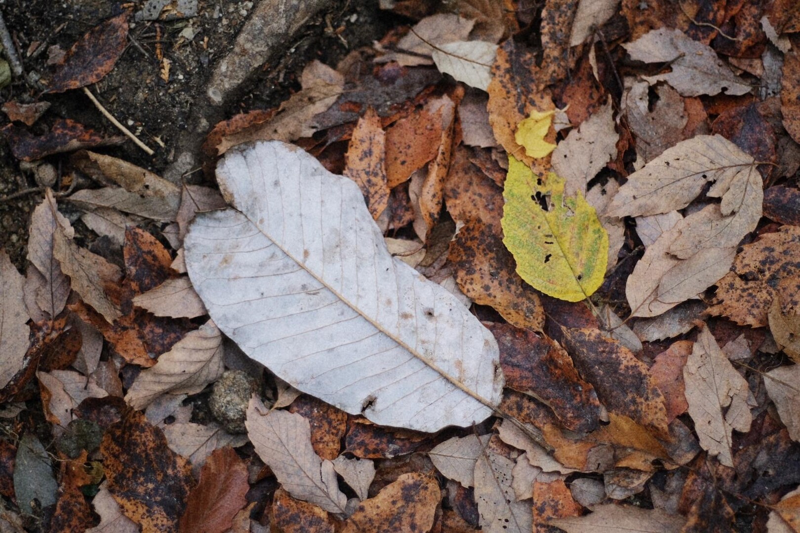猿投神社〜猿投山 / yamagomaさんの猿投山・物見山の活動データ | YAMAP / ヤマップ