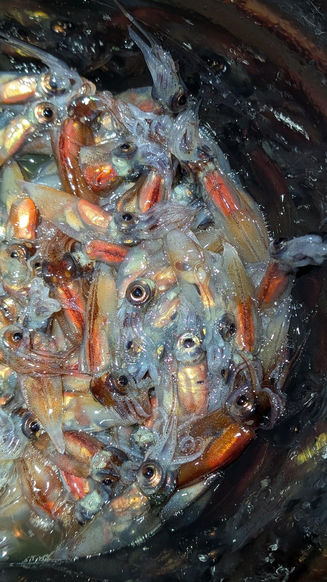 このシーズンは海も行きます🦑 今年初出... / TOM。さんのモーメント | YAMAP / ヤマップ