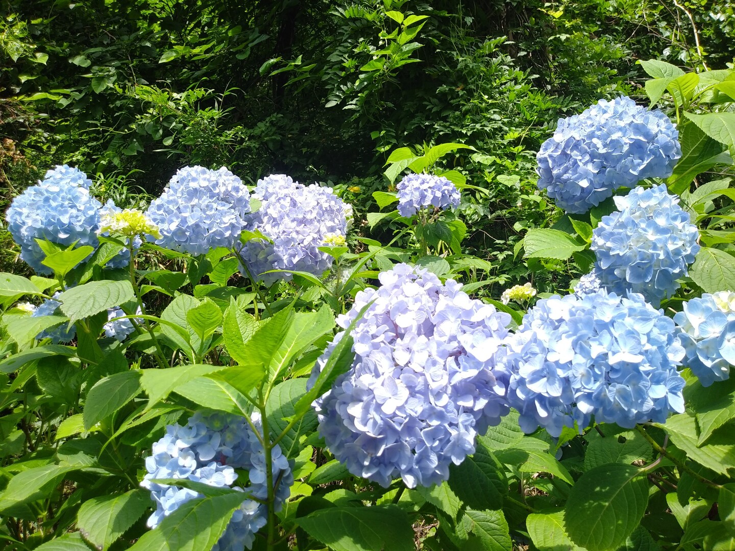 牛伏山の「アジサイの路」をドライブしてき... / Rileyさんのモーメント | YAMAP / ヤマップ