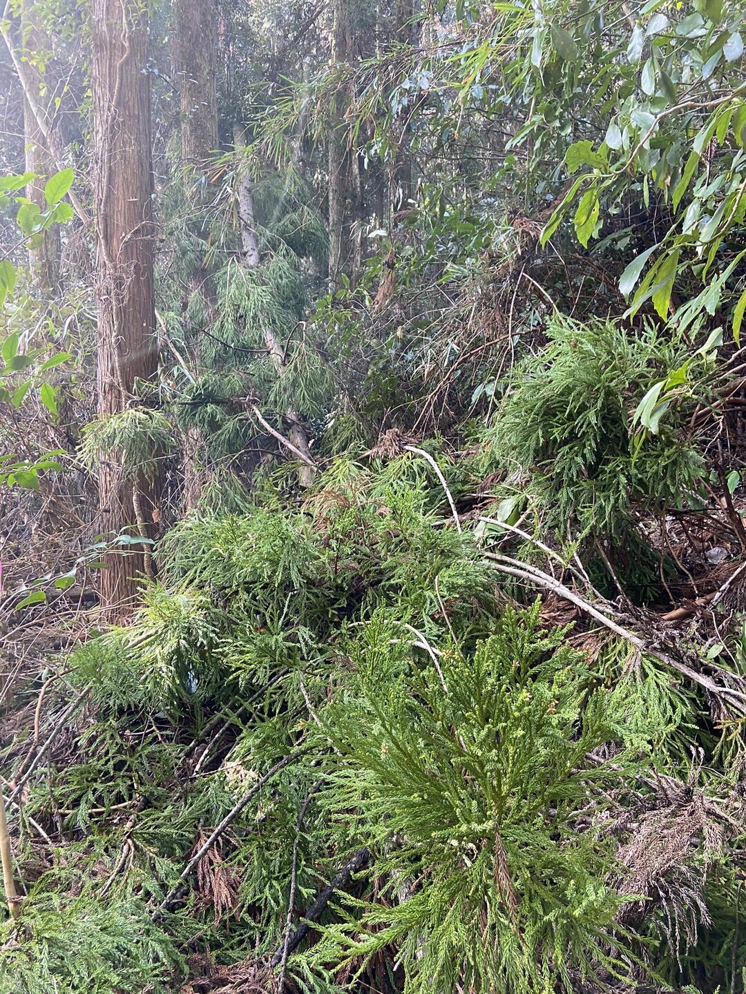 aishiさんの投稿したフィールドメモ | YAMAP / ヤマップ