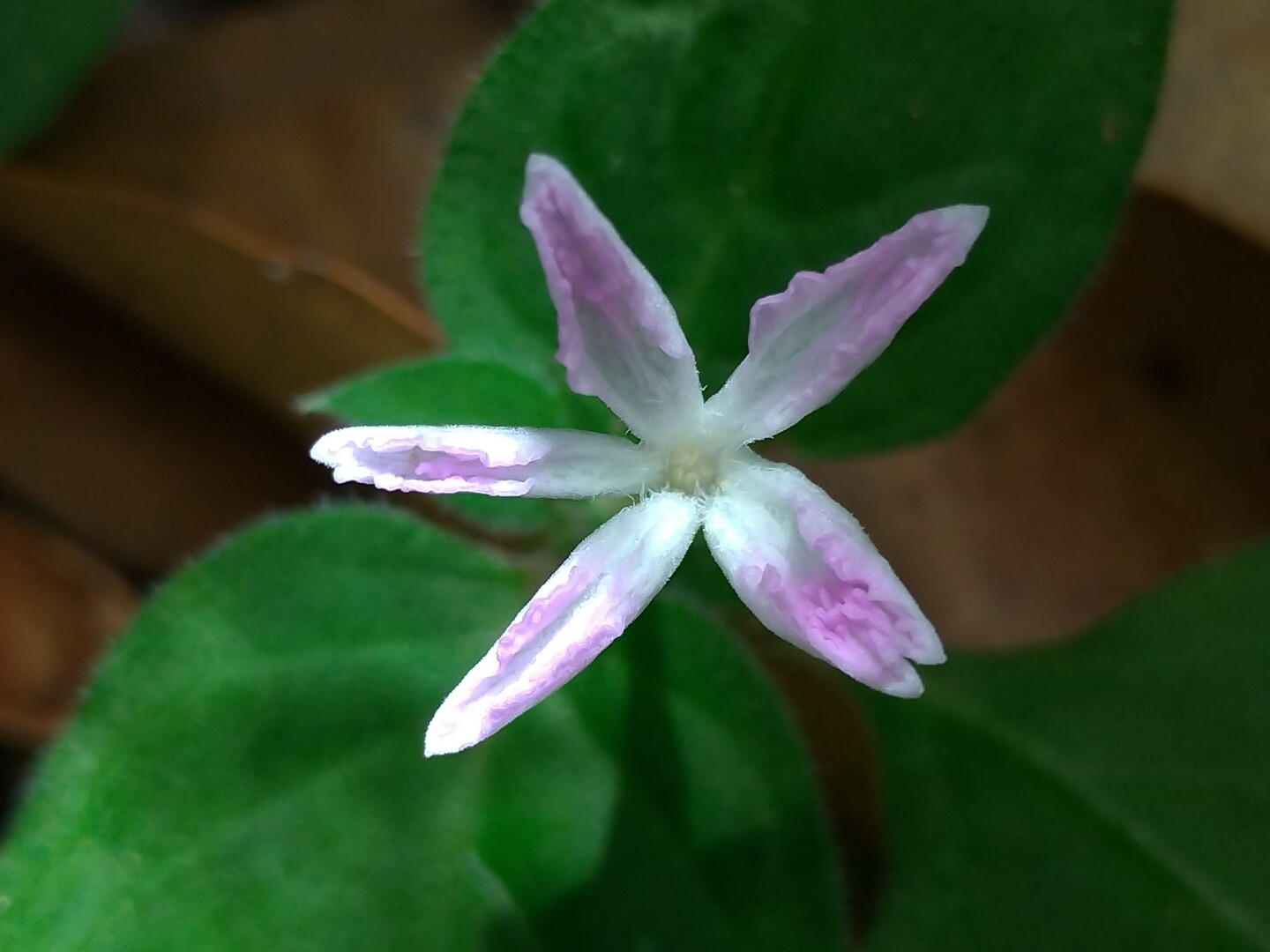 小仏城山↘💗🧡3号路😍 / ☆futa☆さんの高尾山・陣馬山・景信山の活動データ | YAMAP / ヤマップ