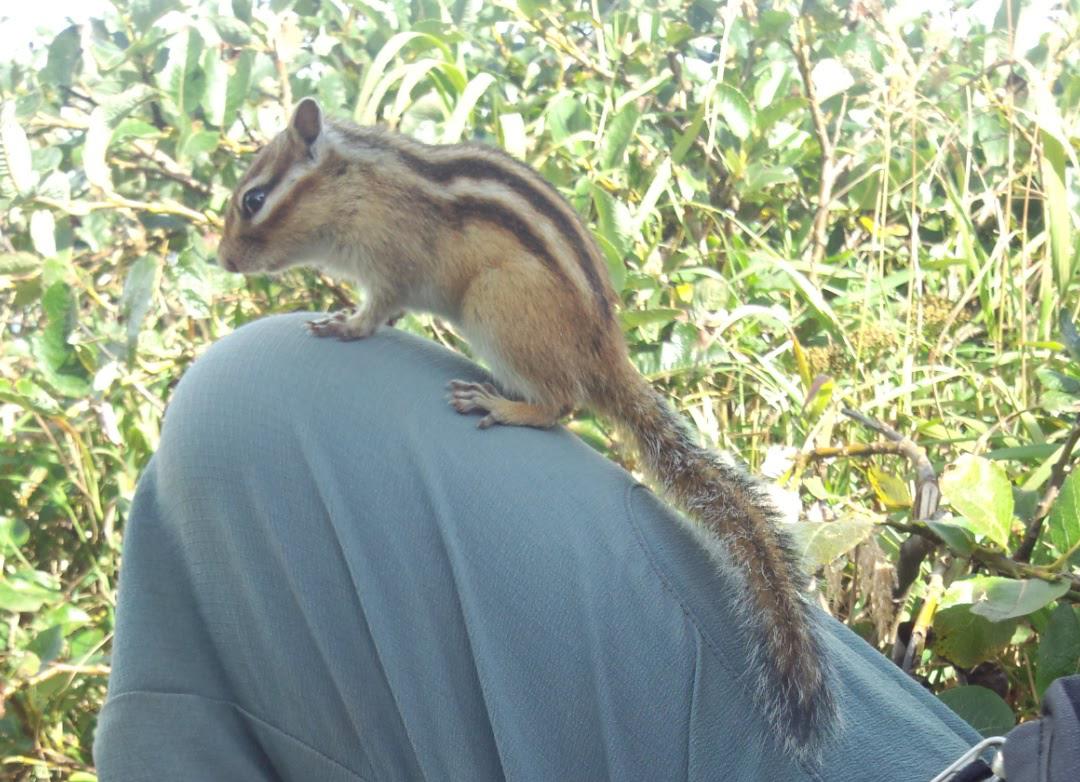 斜里岳 2012年8月 / よしなりさんの斜里岳の活動データ | YAMAP / ヤマップ