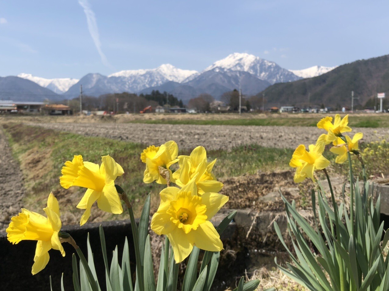今日の一枚🧞‍♂️😊 春も本番にな... / Genie🧞‍♂️さんのモーメント | YAMAP / ヤマップ