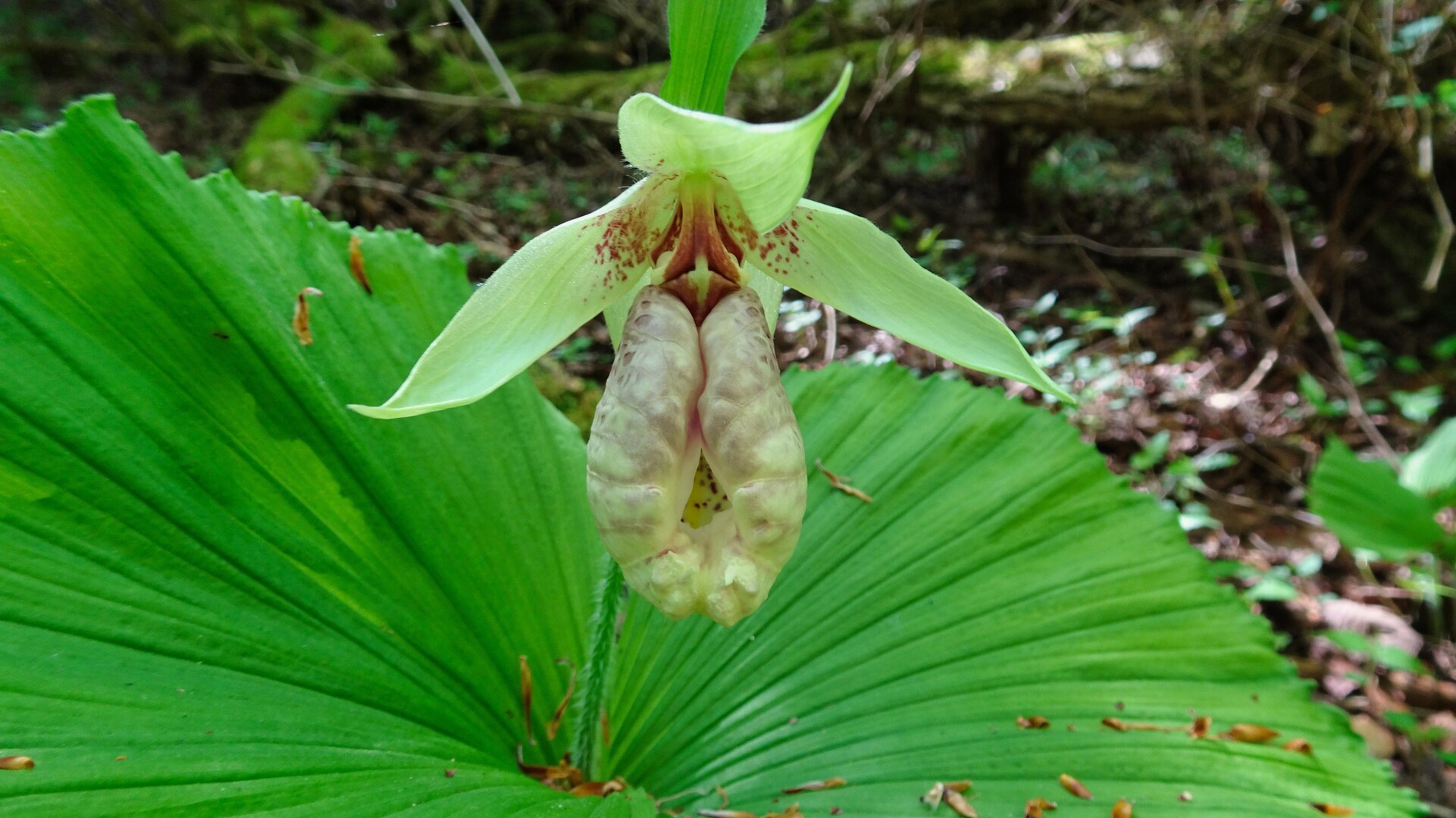 皿ヶ嶺へ花散策に行ってきました パート2 / kin_kinさんの皿ヶ嶺・梅ヶ谷山・うなめごの活動日記 | YAMAP / ヤマップ
